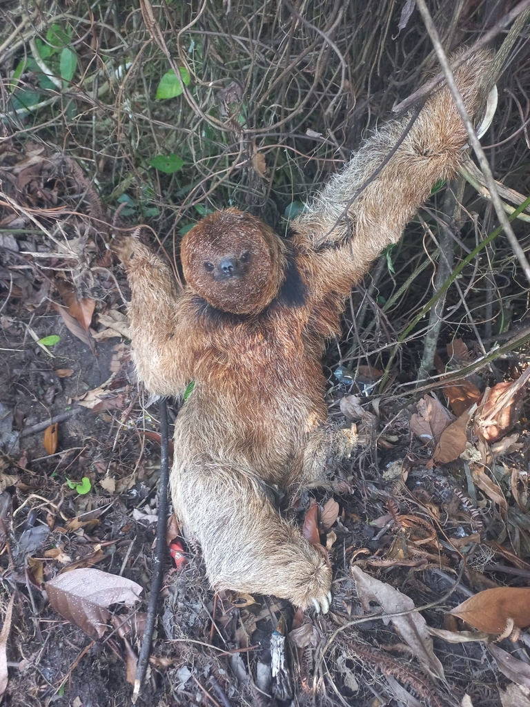 Three-toed Sloths in April 2023 by jorgeleite · iNaturalist