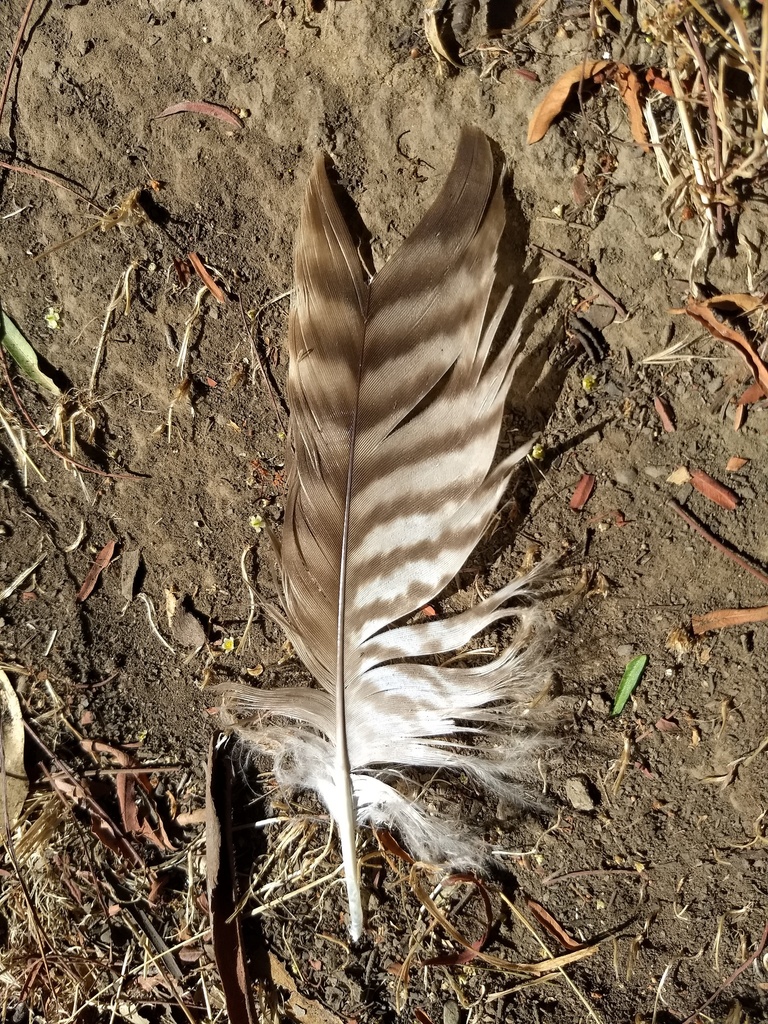 Red-tailed Hawk from Edenvale Gardens Regional Park, CA, US on October ...