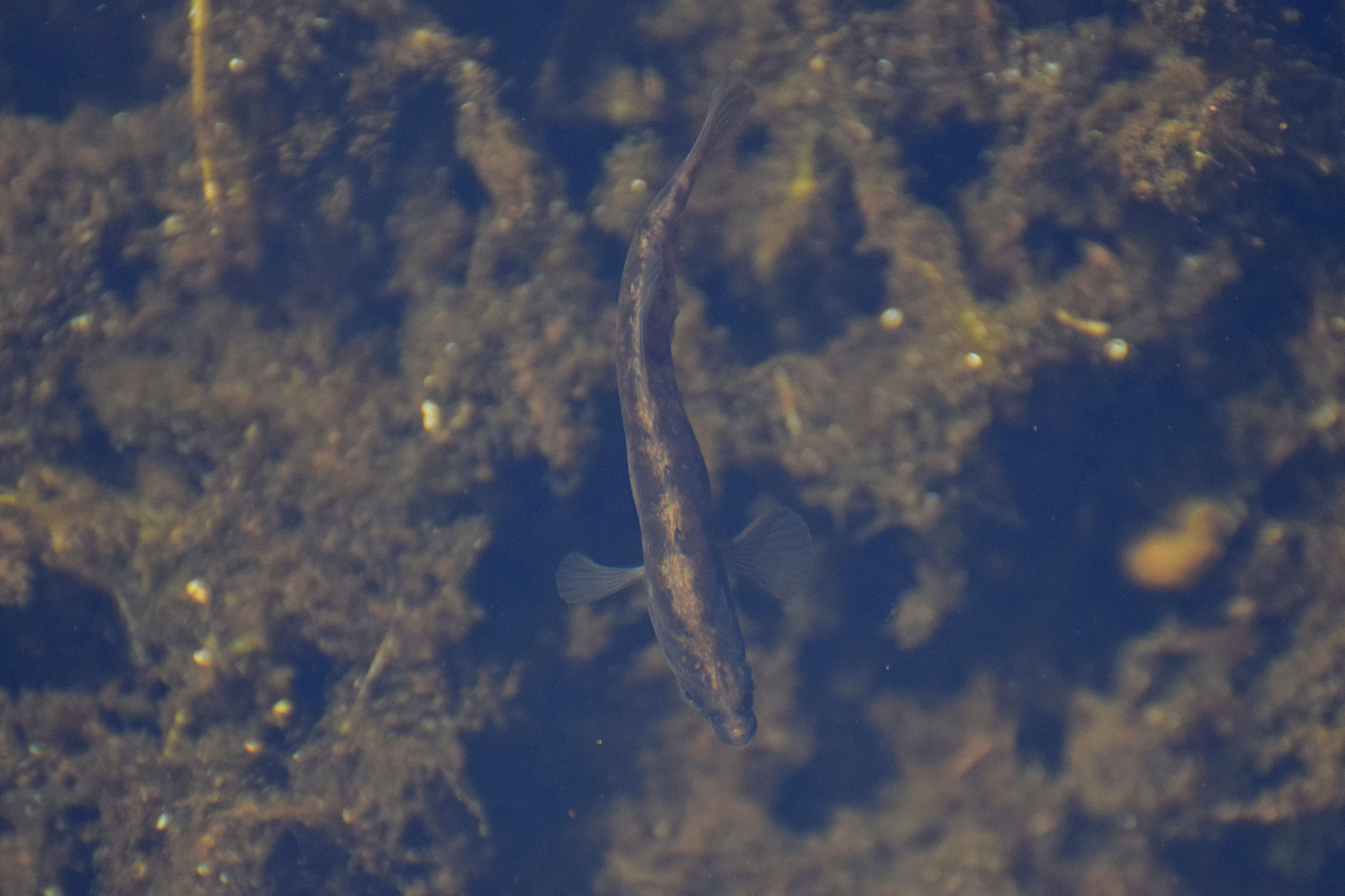 Culaea inconstans (Kirtland, 1840)