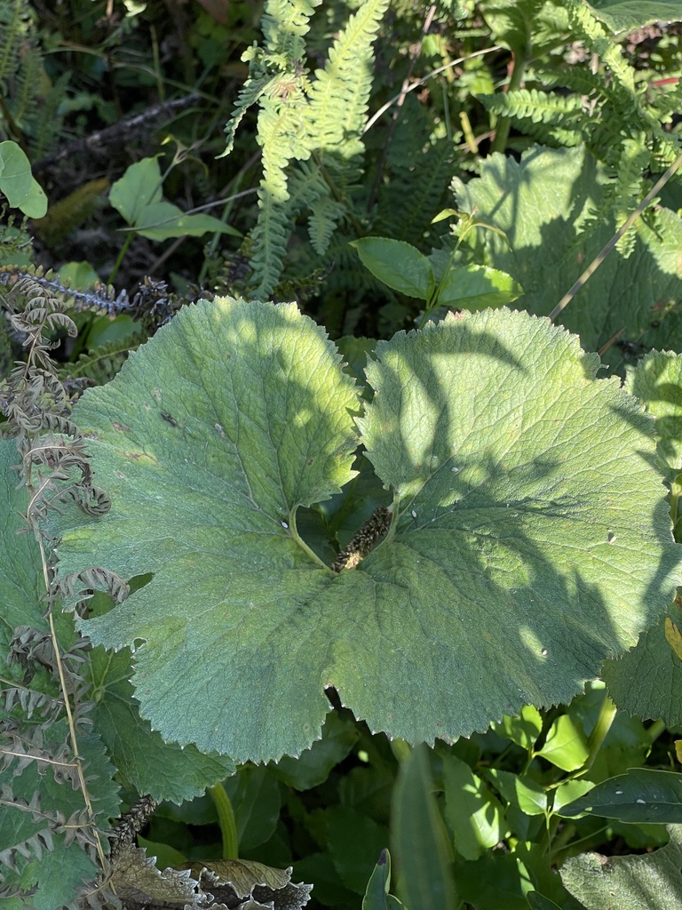 River Pumpkin from D Road, Tzaneen, LP, ZA on April 25, 2023 at 10:50 ...