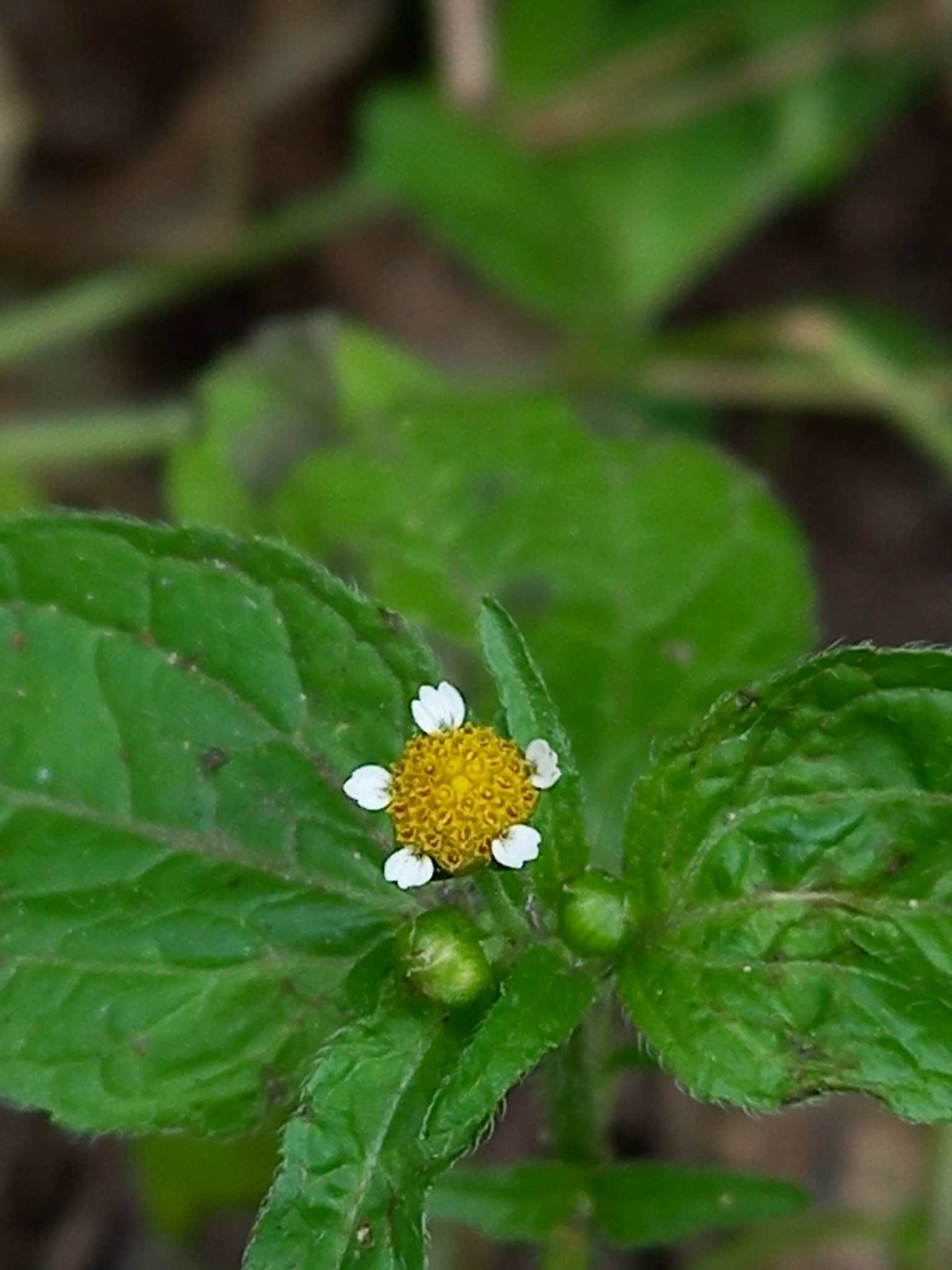 Galinsoga parviflora Cav.