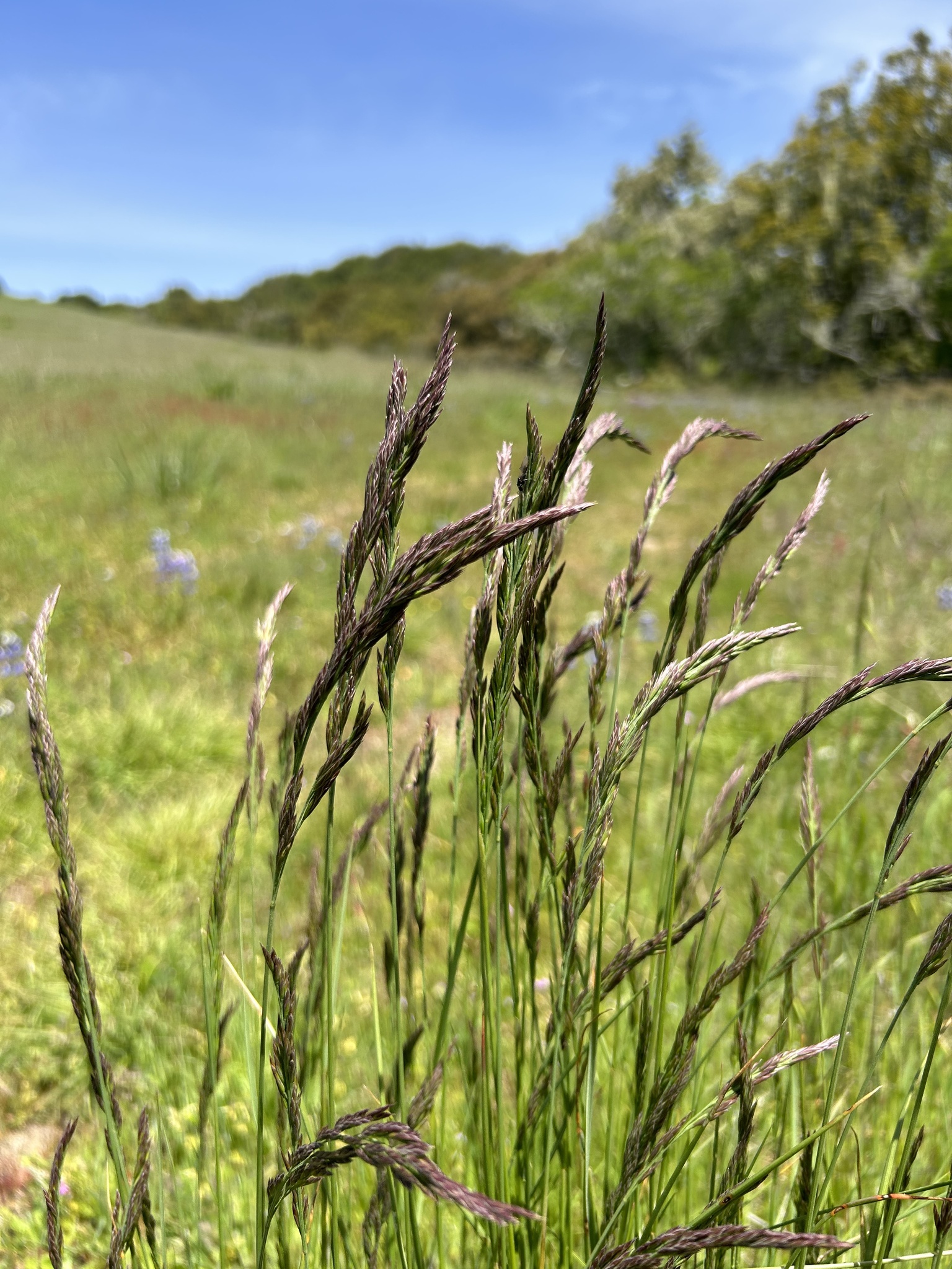 Festuca rubra L.