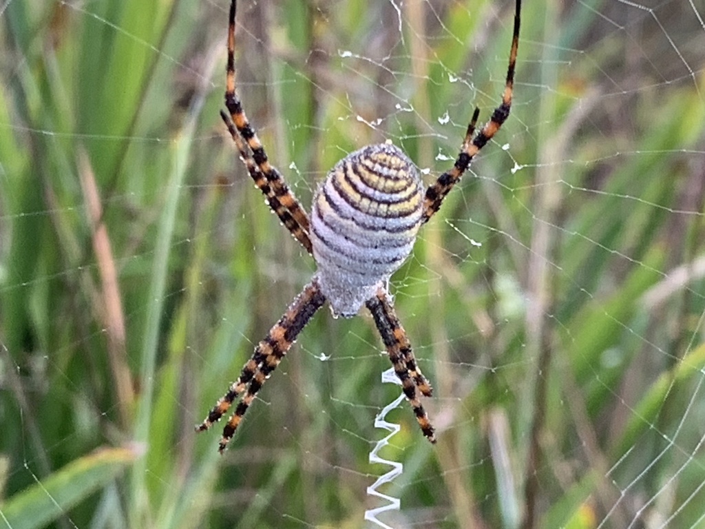 Banded Garden Spider from O'Keefe Dr, Oran Park, NSW, AU on April 26 ...