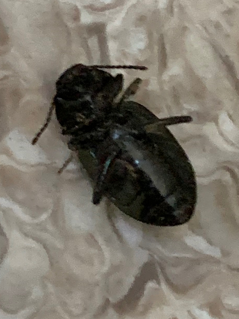 Adelium in April 2023 by blimlimlim · iNaturalist