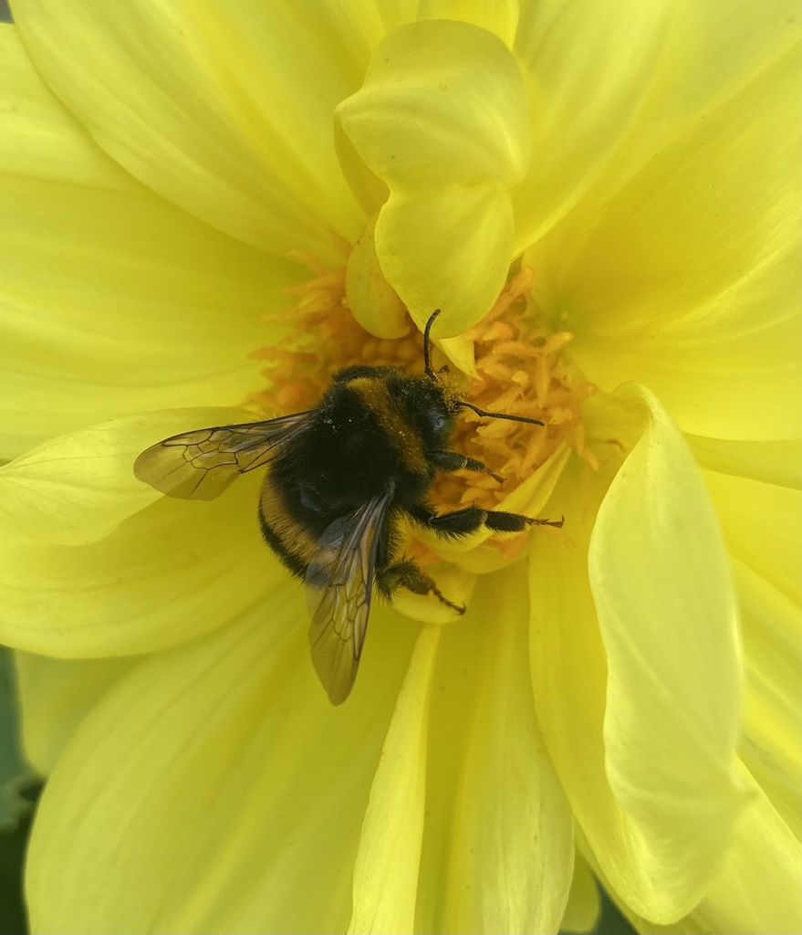 Buff-tailed Bumble Bee from Ararira Springs Primary School, Lincoln ...
