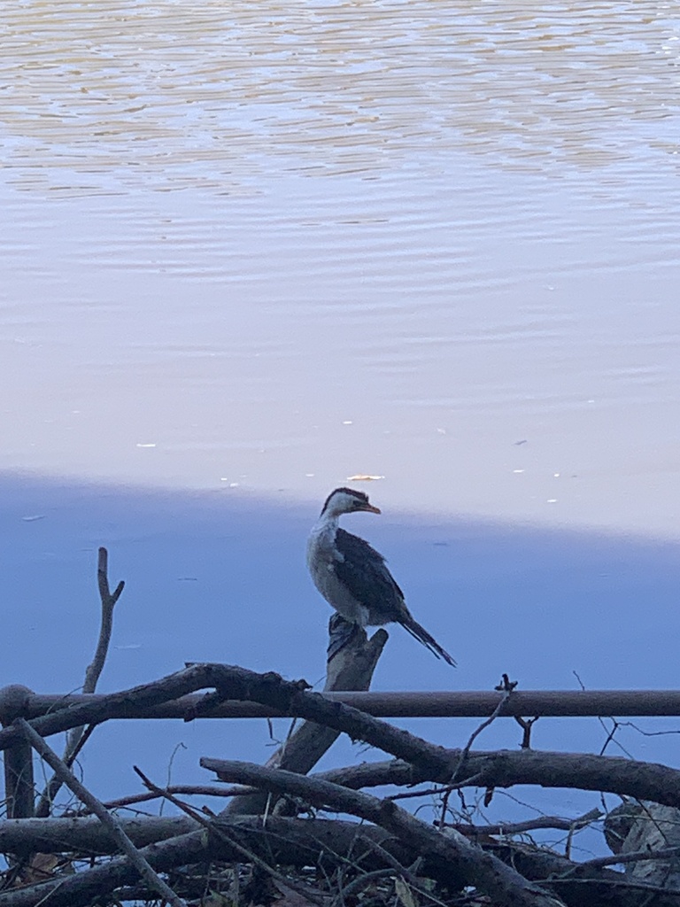 Cormorants and Shags from Yarra River, South Yarra, VIC, AU on April 20 ...
