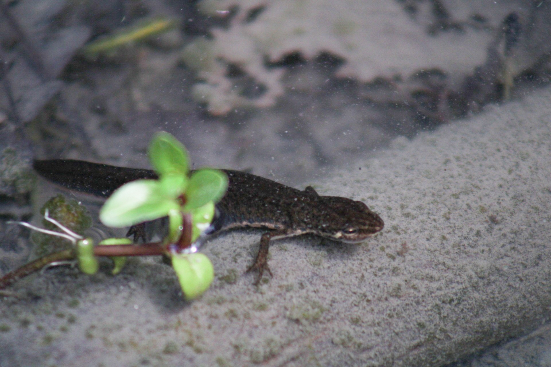 Lissotriton graecus (Wolterstorff, 1906)