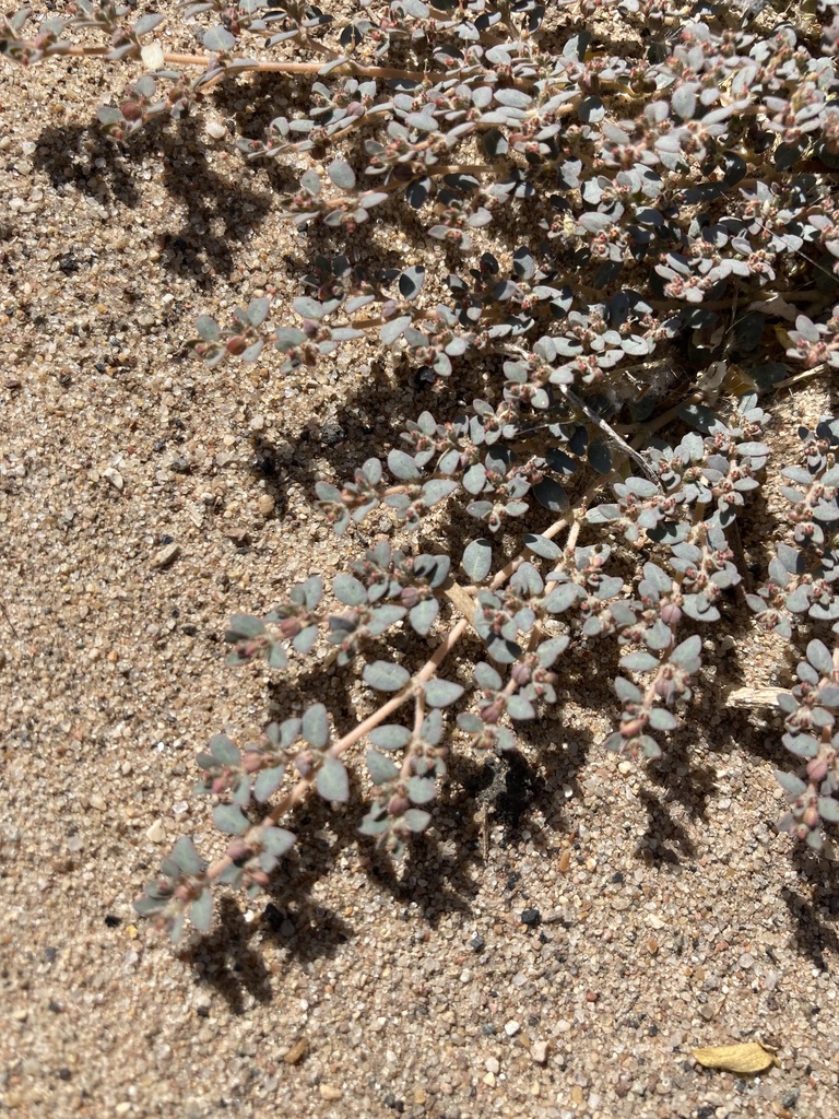 Sonoran Sandmat from Eighth Ave, San Luis, AZ, US on April 25, 2023 at ...