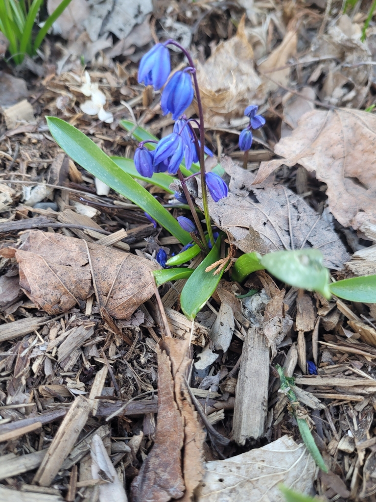 Siberian squill from Windom, Minneapolis, MN 55419, USA on April 25 ...