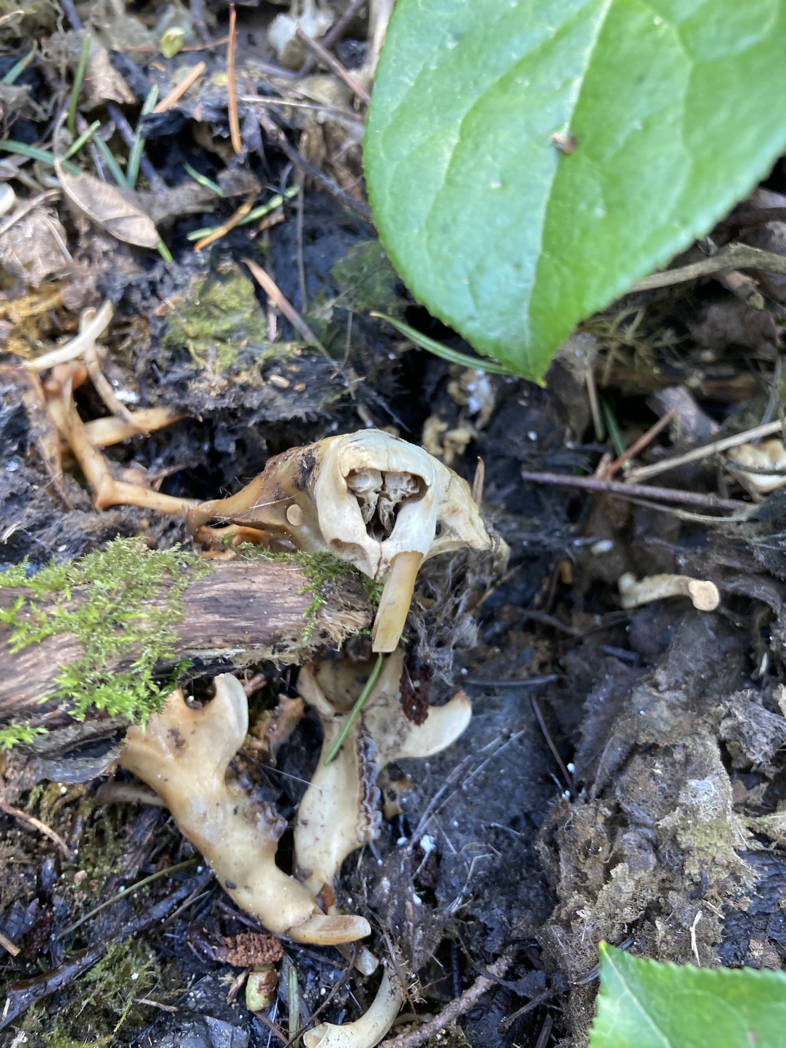 Aplodontia rufa (Rafinesque, 1817)