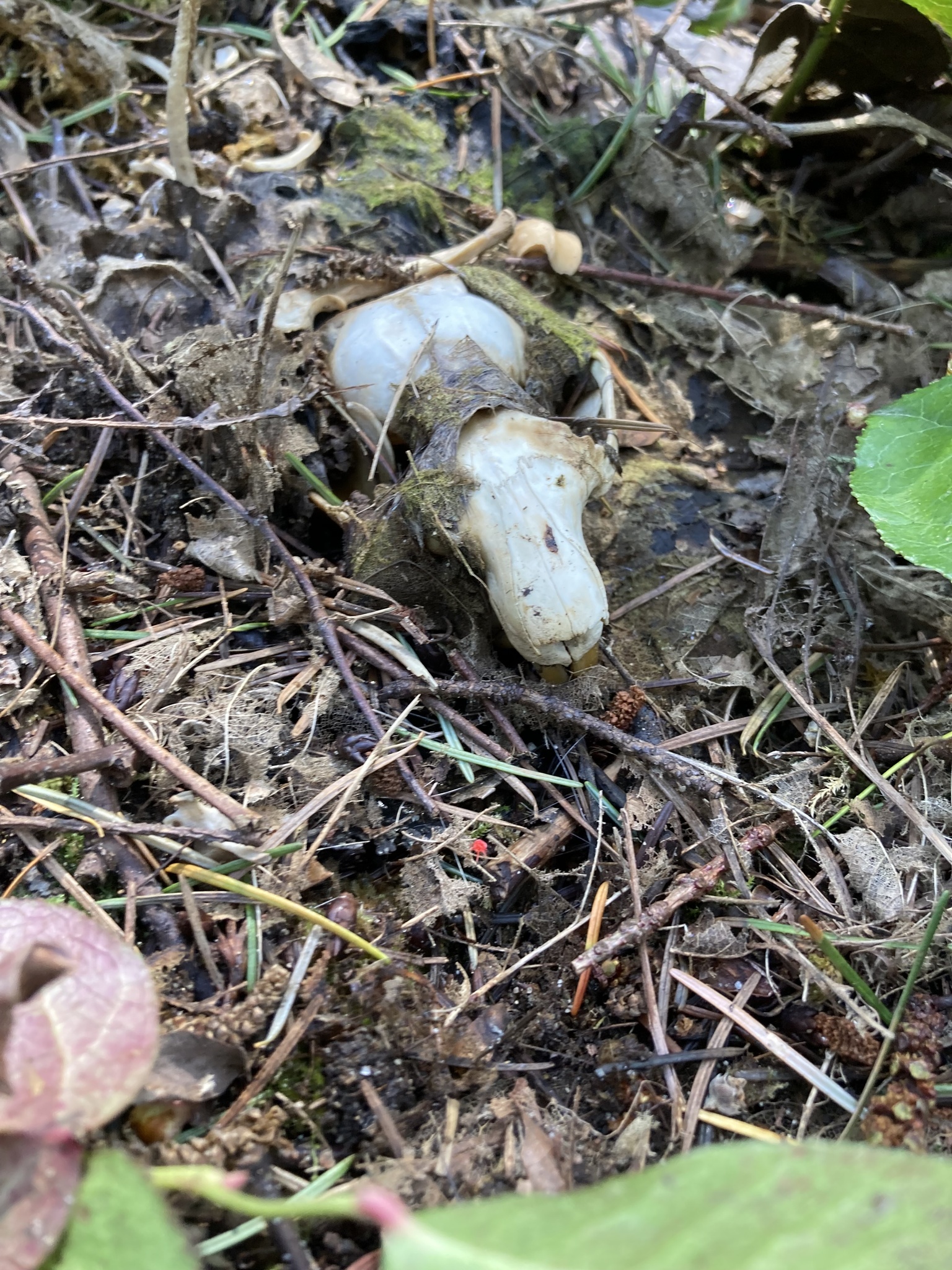 Aplodontia rufa (Rafinesque, 1817)