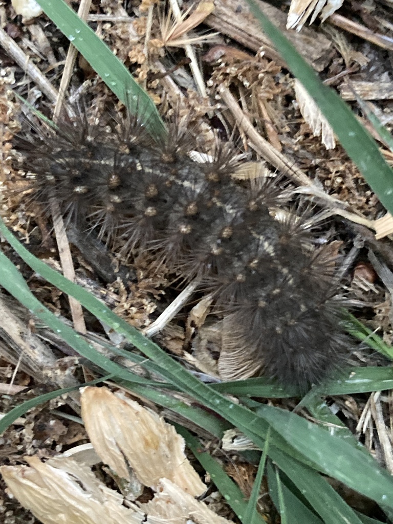 Salt Marsh Moth from Edgewood Dr, Bridgeport, TX, US on April 25, 2023 ...