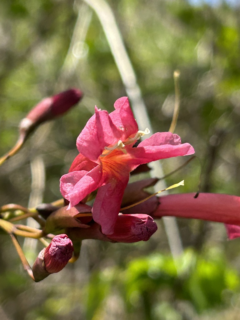 roble cimarron from Puerto Rico, Ponce, Puerto Rico, US on April 25 ...