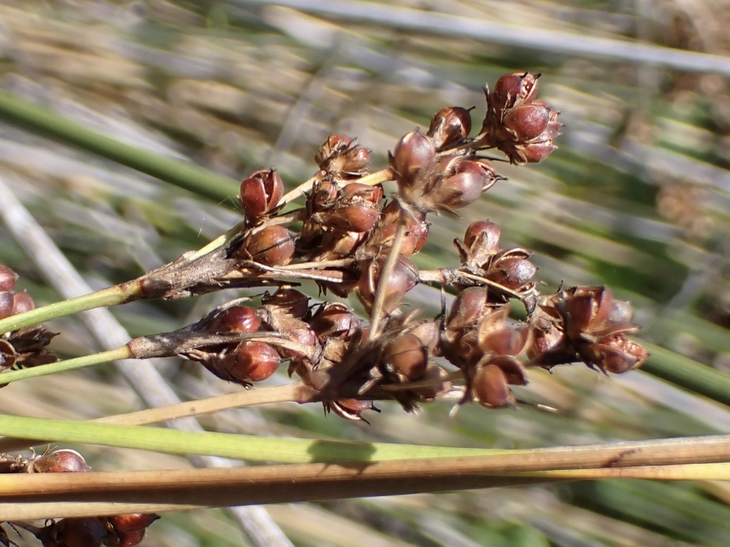 Southwestern Spiny Rush from Jamul, CA, US on April 25, 2023 at 02:23 ...