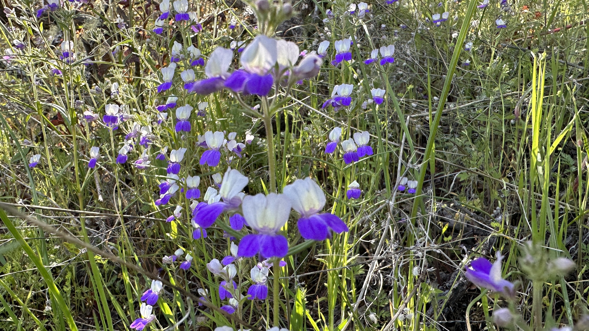 Collinsia linearis A.Gray