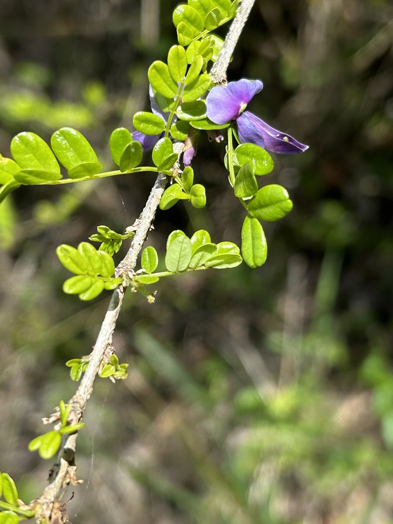 Poitea paucifolia from Puerto Rico, Ponce, Puerto Rico, US on April 25 ...