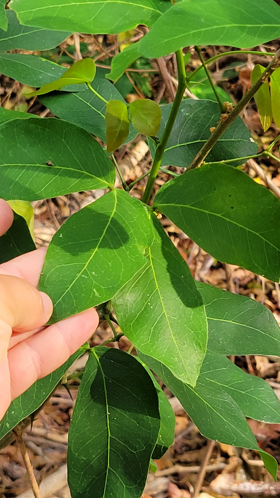 Pithecellobium lanceolatum (Humb. & Bonpl. ex Willd.) Benth.