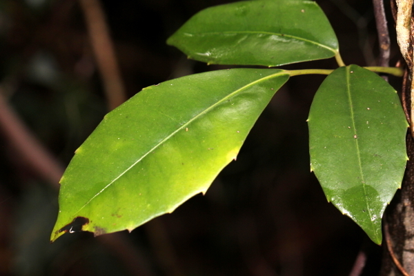 Native Grape from Mt Victoria, Bunya Mountains QLD 4405, Australia on ...