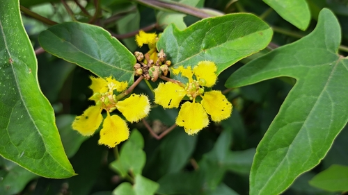 Stigmaphyllon palmatum · iNaturalist United Kingdom