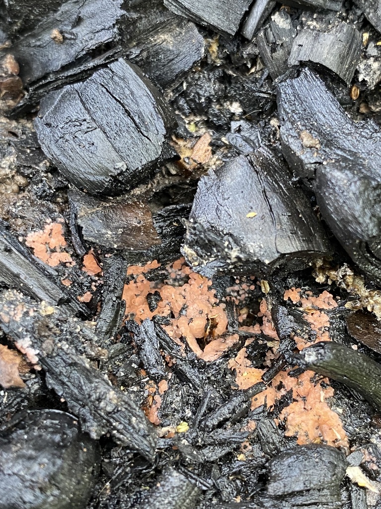 Pyronema in April 2023 by jim. Growing on the charred remains of ...