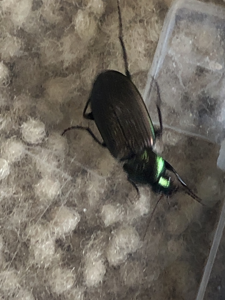 Chlaenius australis in April 2023 by asaph01 · iNaturalist