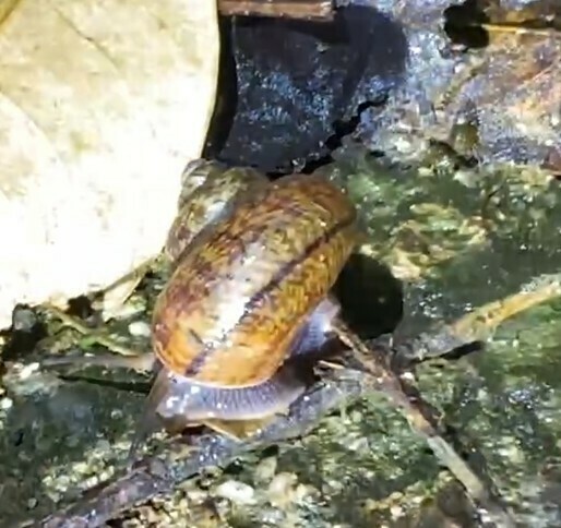 Cyclophorus punctatus by tomoriii. 福建省 邵武市 武夷山 · iNaturalist