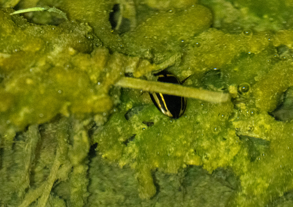 Hydaticus philippensis from Kalamansig, Sultan Kudarat, Philippines on ...