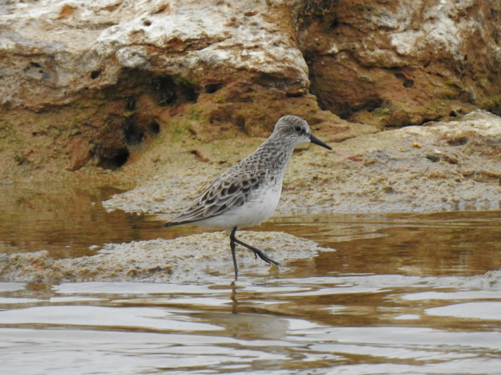 Semipalmated Sandpiper from Lewisville, TX, USA on April 25, 2023 at 05 ...