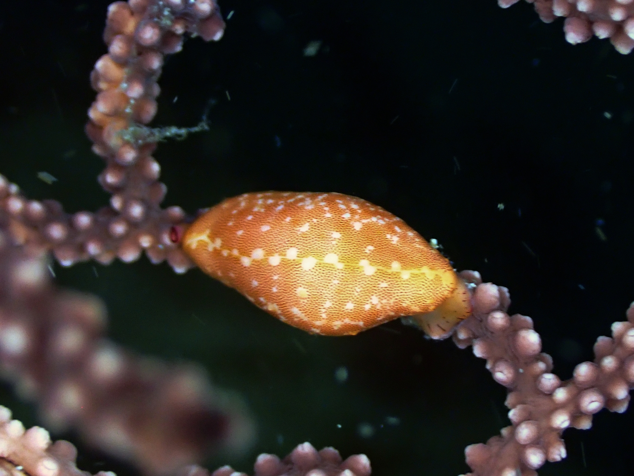 Simnia spelta (Linnaeus, 1758)