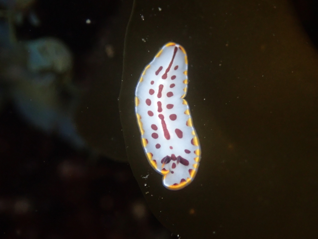 Stylochus insolitus (Polyclad flatworms of California) · iNaturalist