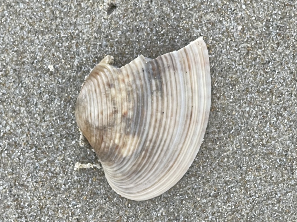 Paphia from Rainbow Bay, Coolangatta, QLD, AU on April 25, 2023 at 04: ...