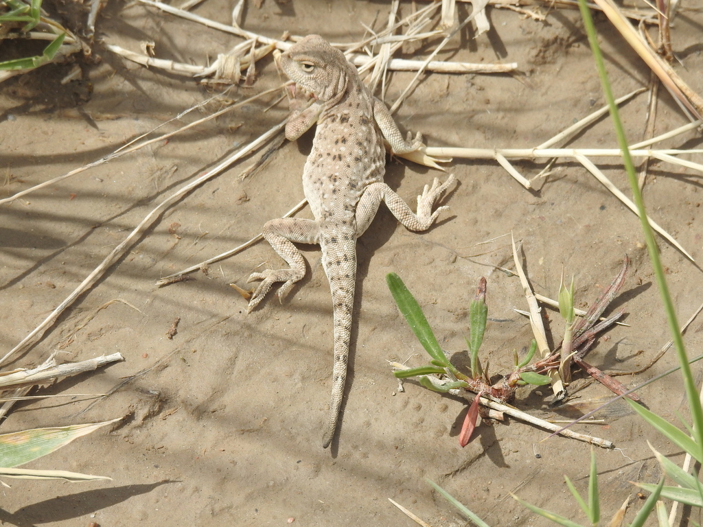 Ching Hai Toadhead Agama from 中国青海省 on July 19, 2020 at 03:16 PM by 红耳鹎 ...