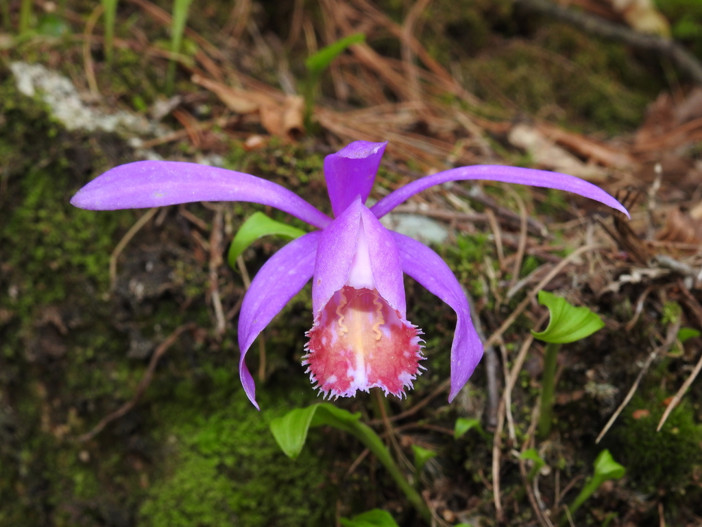 Pleione formosana in May 2021 by 红耳鹎 Xinrong Lin · iNaturalist