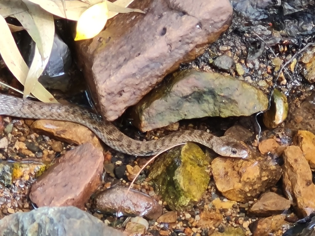Common keelback from Brisbane QLD, Australia on April 26, 2023 at 09:40 ...