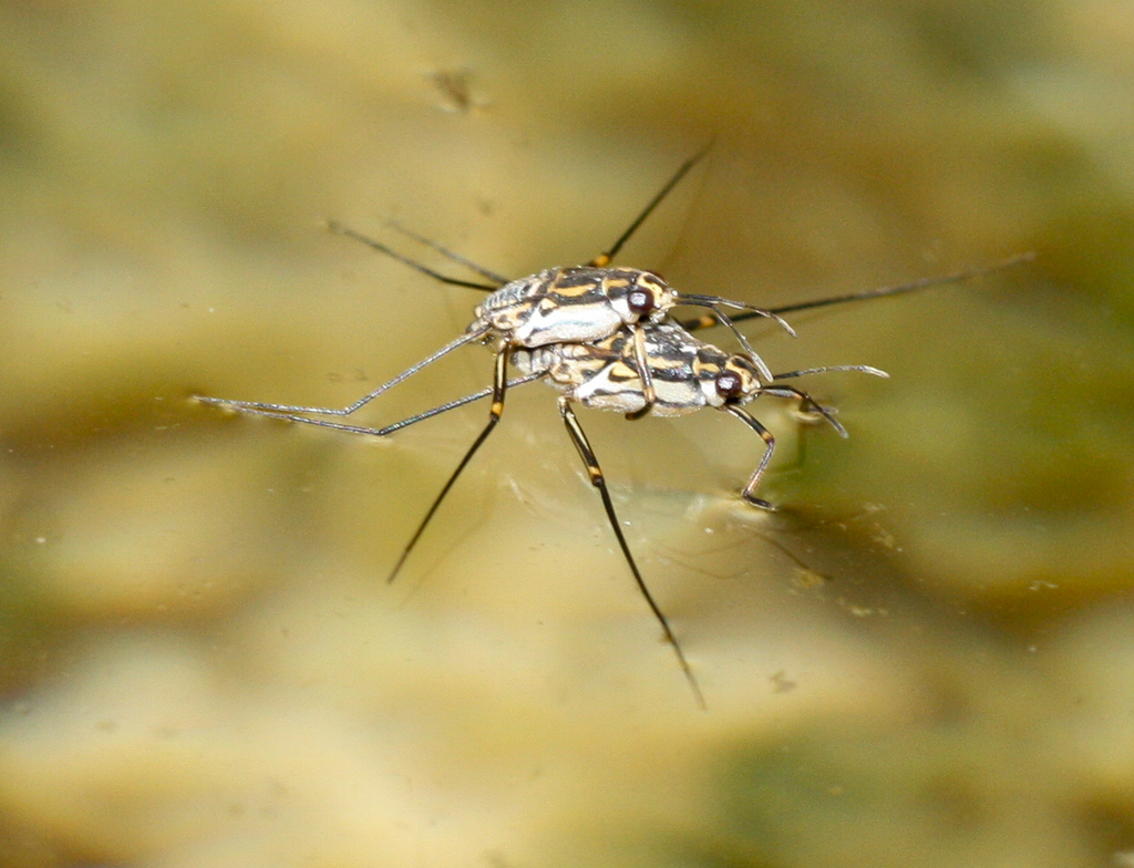 Trepobates from Pima County, AZ, USA on April 25, 2023 at 02:08 PM by ...