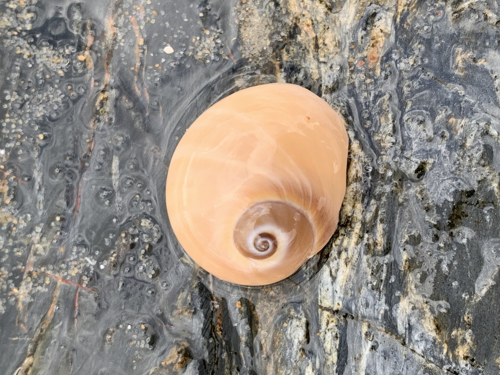 Bladder Moon Snail from Bongil Bongil National Park, Bundagen, NSW, AU ...