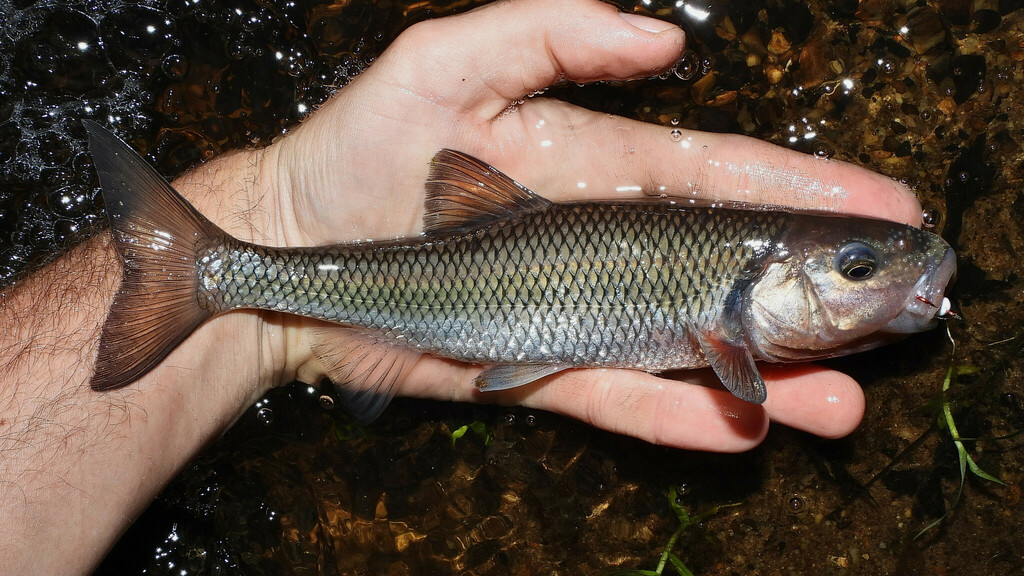 Fallfish in April 2023 by Emilio Concari · iNaturalist