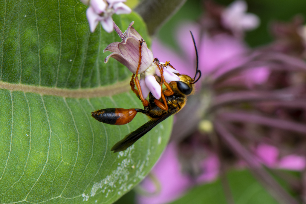 Great Golden Digger Wasp in July 2022 by loren · iNaturalist