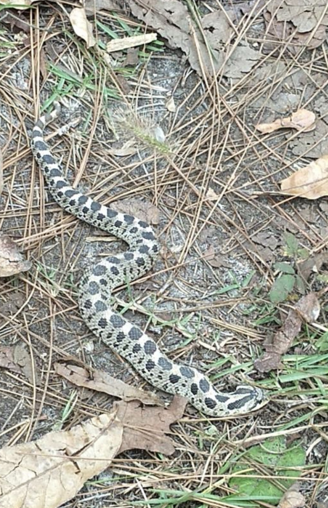 Southern Hognose Snake in April 2023 by mariakoko003 · iNaturalist