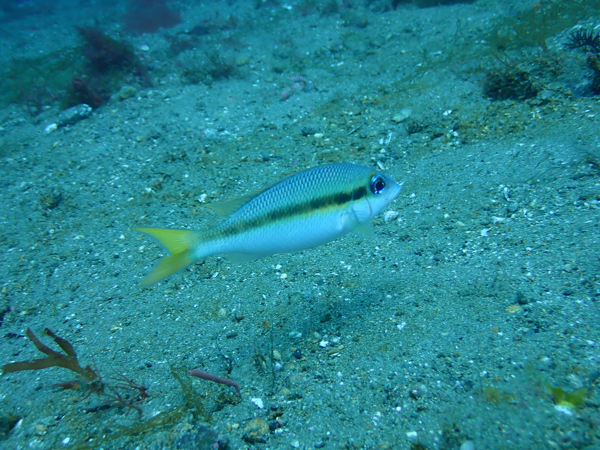 Scolopsis affinis Peters, 1877