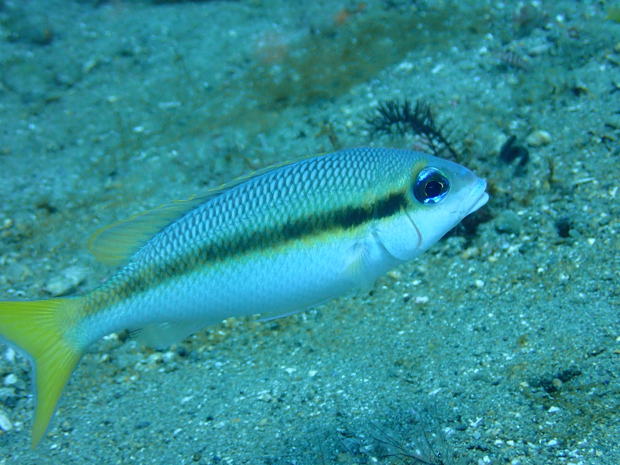 Scolopsis affinis Peters, 1877