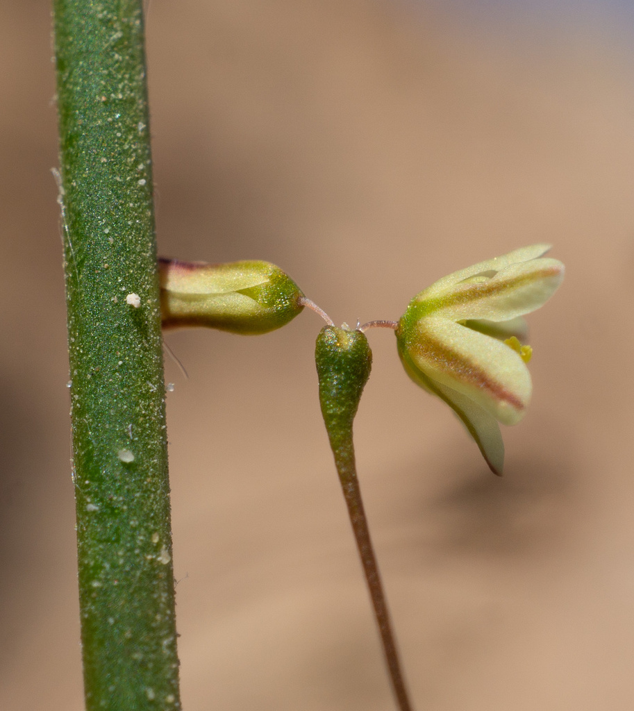 sticky buckwheat (Eriogonum viscidulum) - Botanical Realm