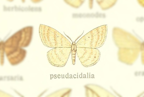 Dithecodes pseudacidalia · iNaturalist