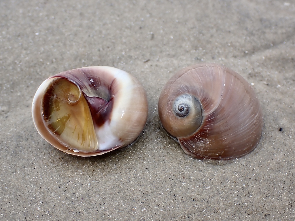 Bladder Moon Snail from Rosebud, Victoria, Australia on April 22, 2023 ...