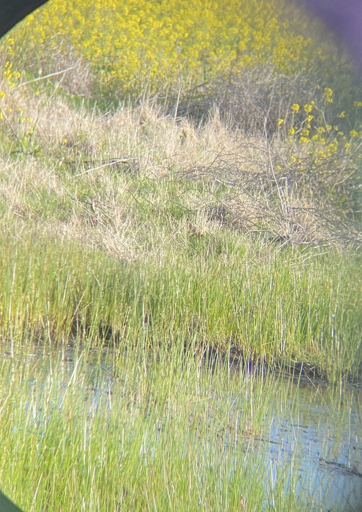 Washington Ground Squirrel in April 2023 by goodcr. Vigilance in the ...