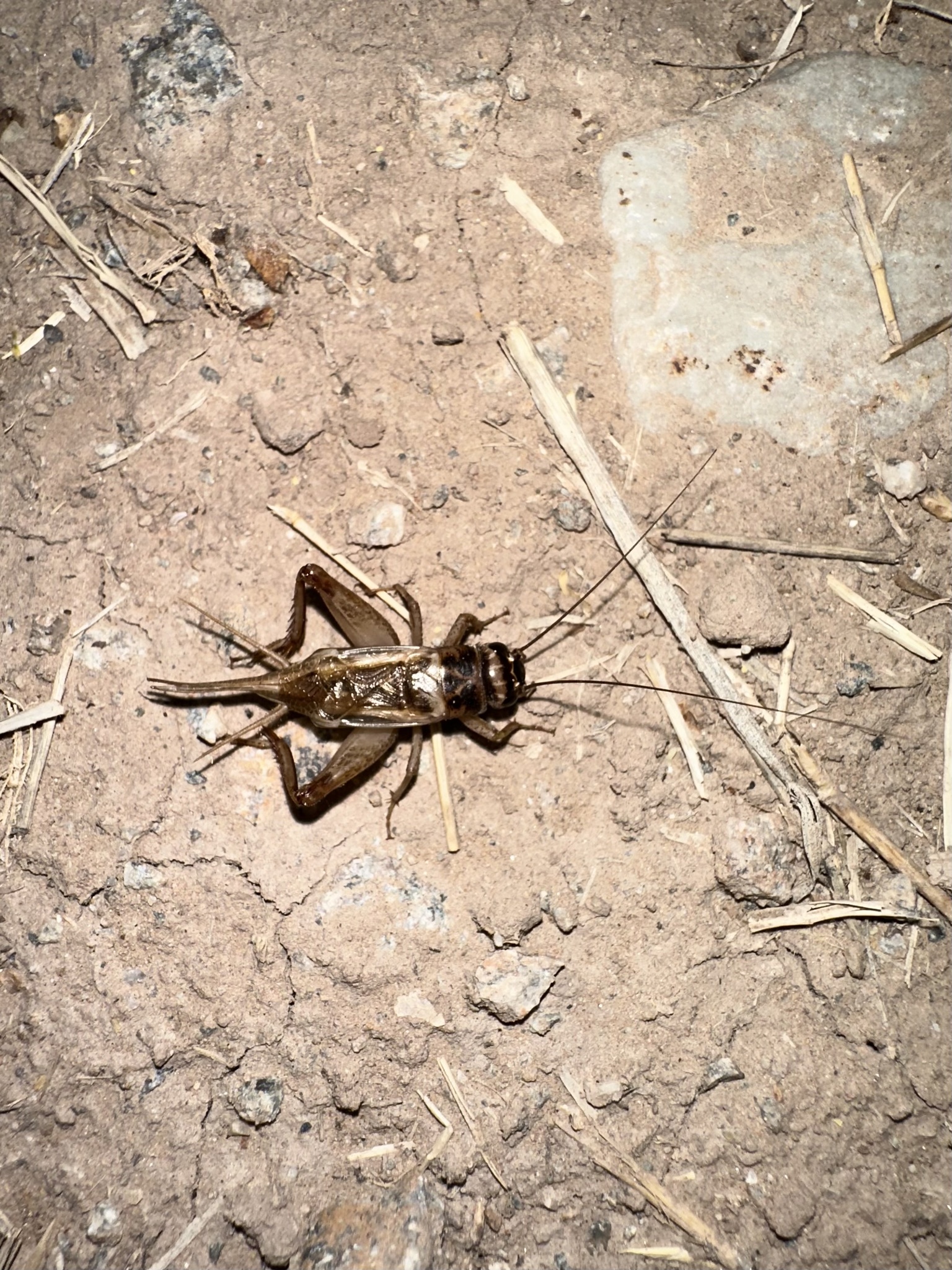 Acheta domesticus (Linnaeus, 1758)