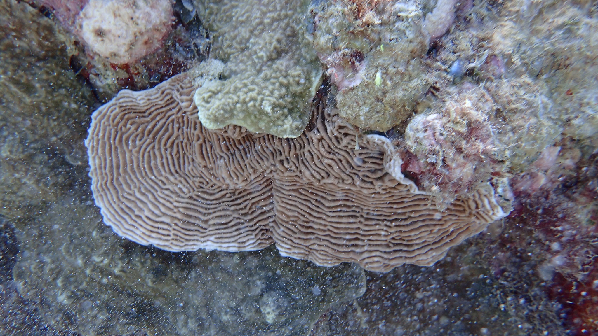 Pachyseris speciosa (Dana, 1846)