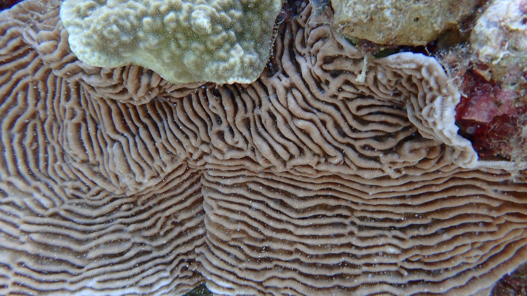 Pachyseris speciosa (Dana, 1846)