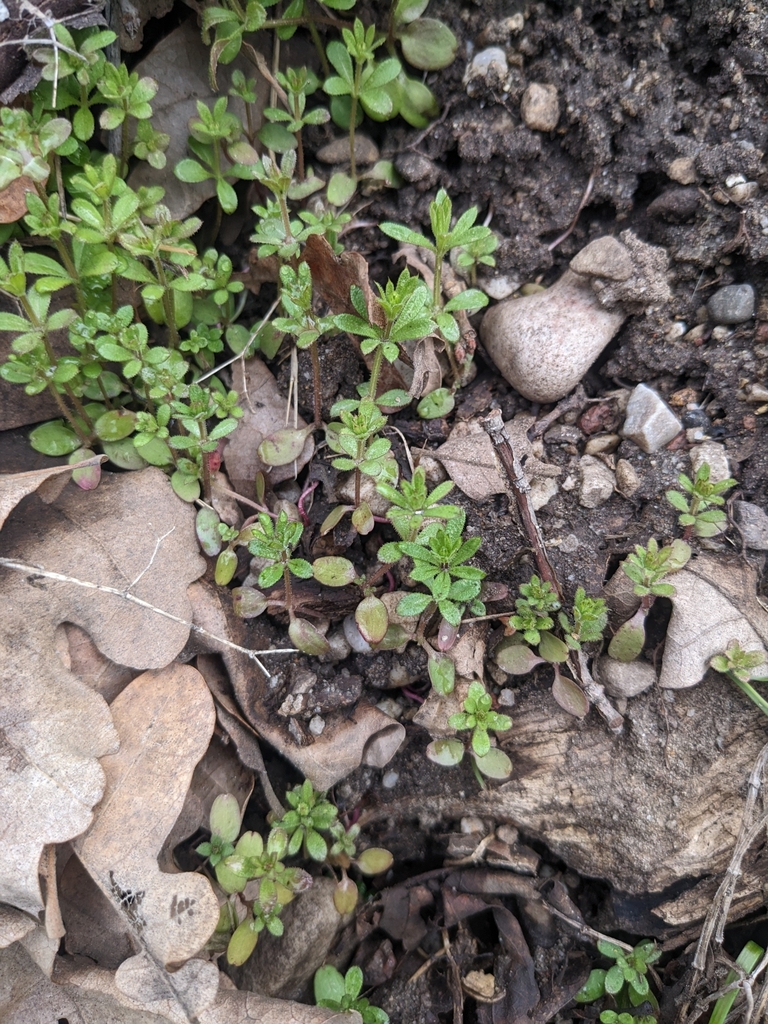 Galium aparine echinospermum from Draper, UT 84020, USA on April 25 ...