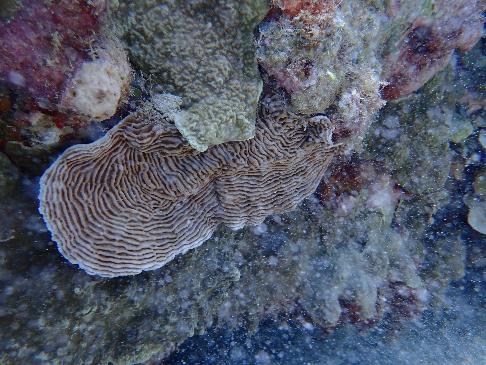 Pachyseris speciosa (Dana, 1846)